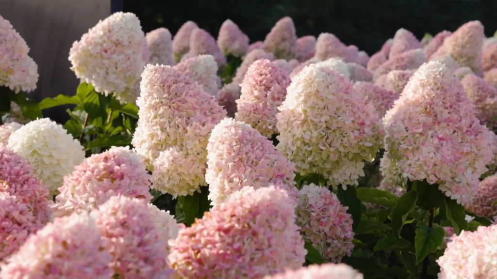 Гортензия "Кэнди Лав"/ Living "Candy Love®" - Все о гортензиях